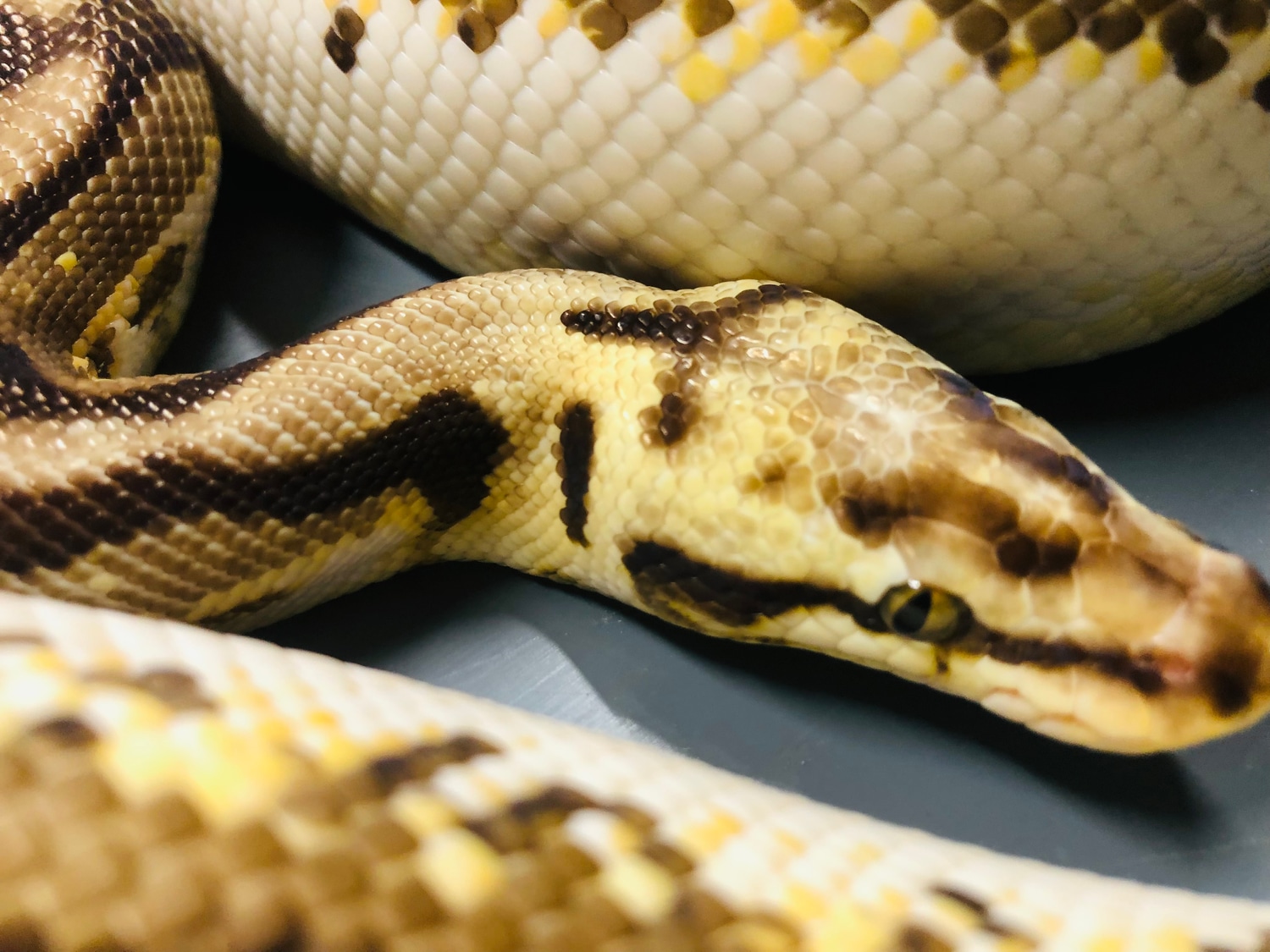 Pastel Calico Spider Ball Python by CG Reptiles - MorphMarket