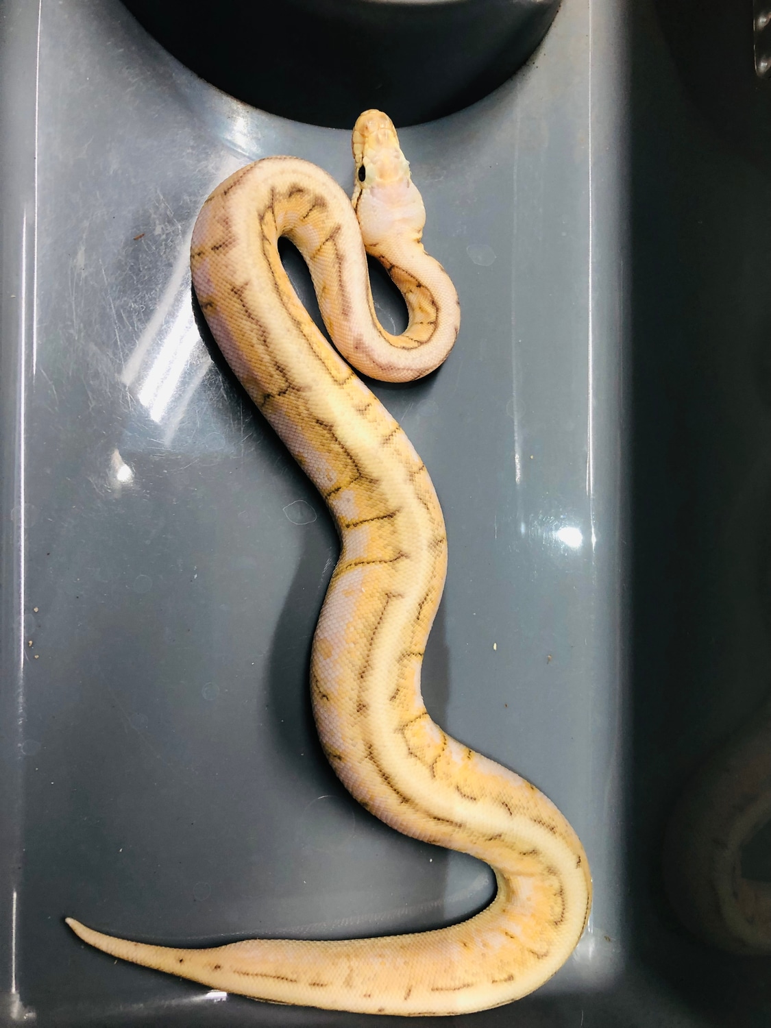 Super Pastel Pinstripe Spider Vanilla Ball Python by CG Reptiles - MorphMarket