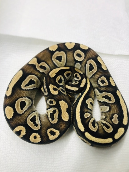 Pair Of Mojave Ball Python by CG Reptiles