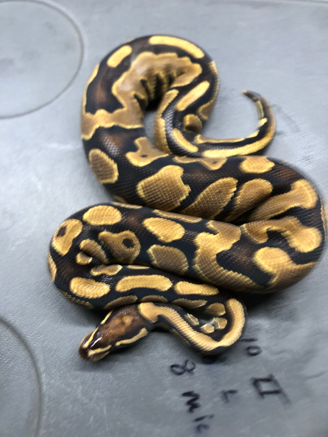 Yellow Belly Het Pied Ball Python by CG Reptiles - MorphMarket