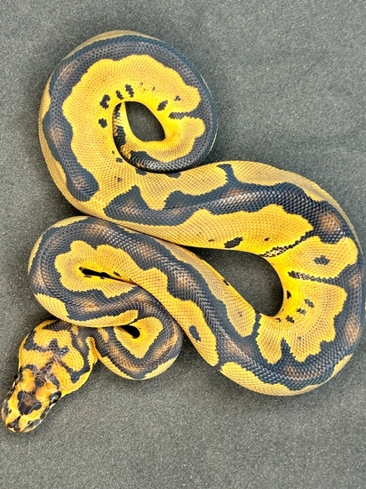 Clown Ball Python by CG Reptiles