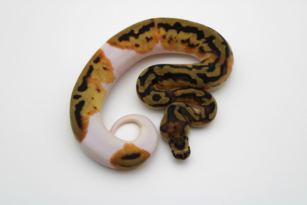 Clown Piebald Ball Python by Mk-exotics - MorphMarket
