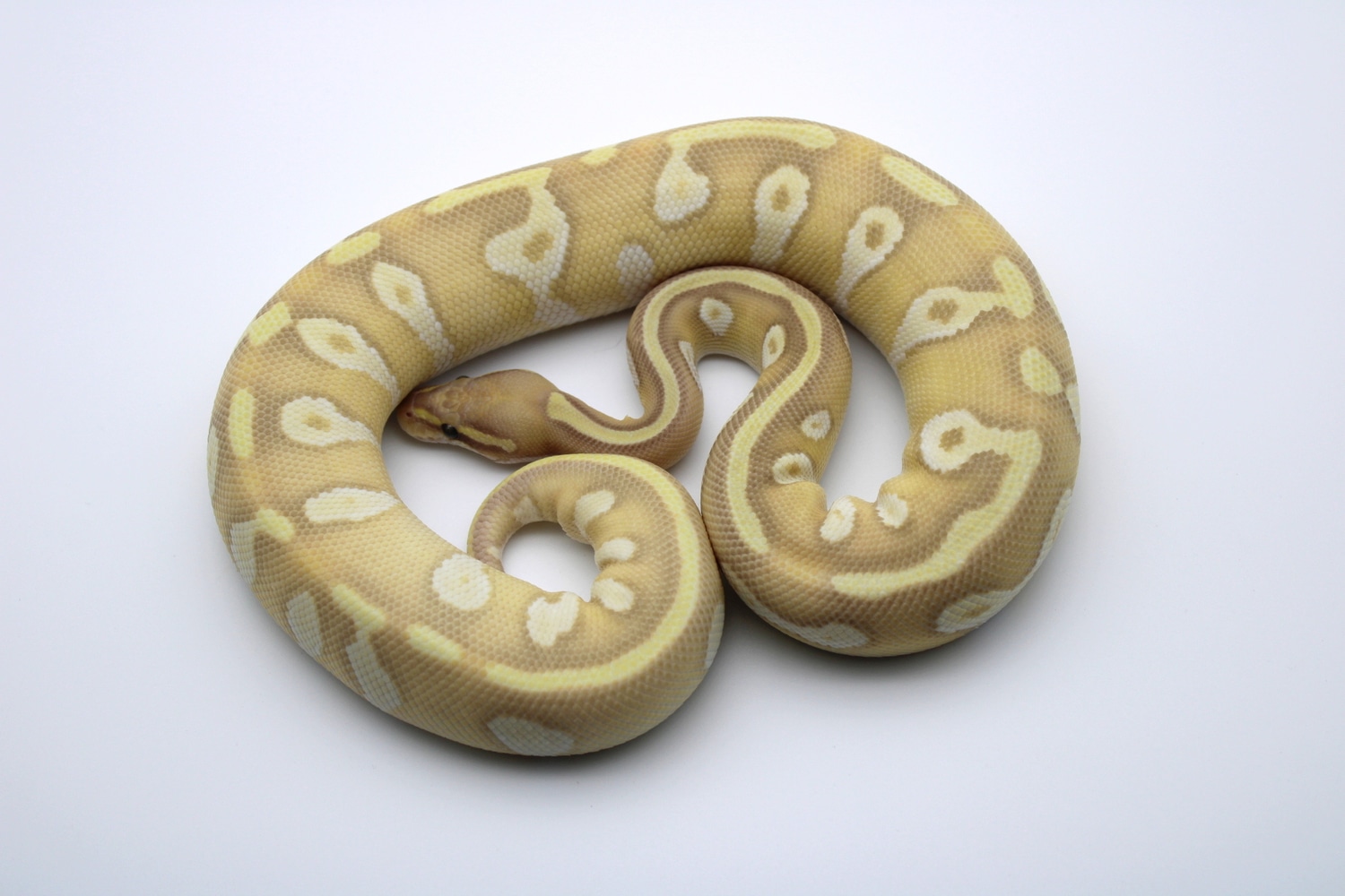 Black Head Enchi Mojave Banana (Female Maker) Ball Python by Mk-exotics ...