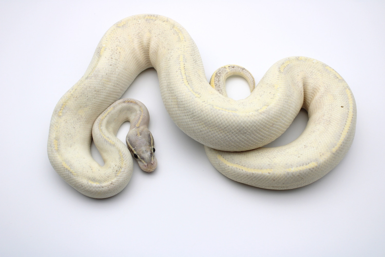 Highway Ball Python by Mk-exotics - MorphMarket