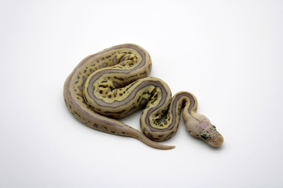Super Pastel Leopard Clown Ball Python by Mk-exotics