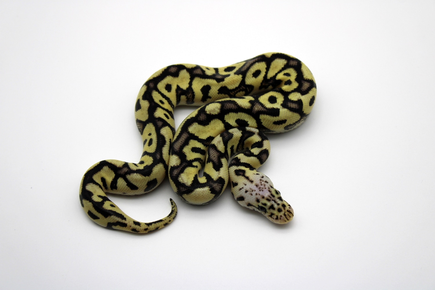 Pastel Spotnose Clown Ball Python by Mk-exotics - MorphMarket