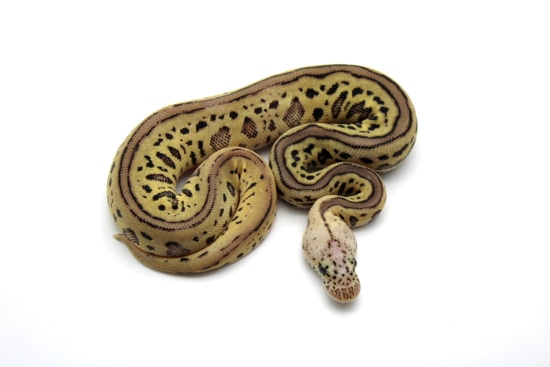 Super Pastel Batman Ball Python by Mk-exotics