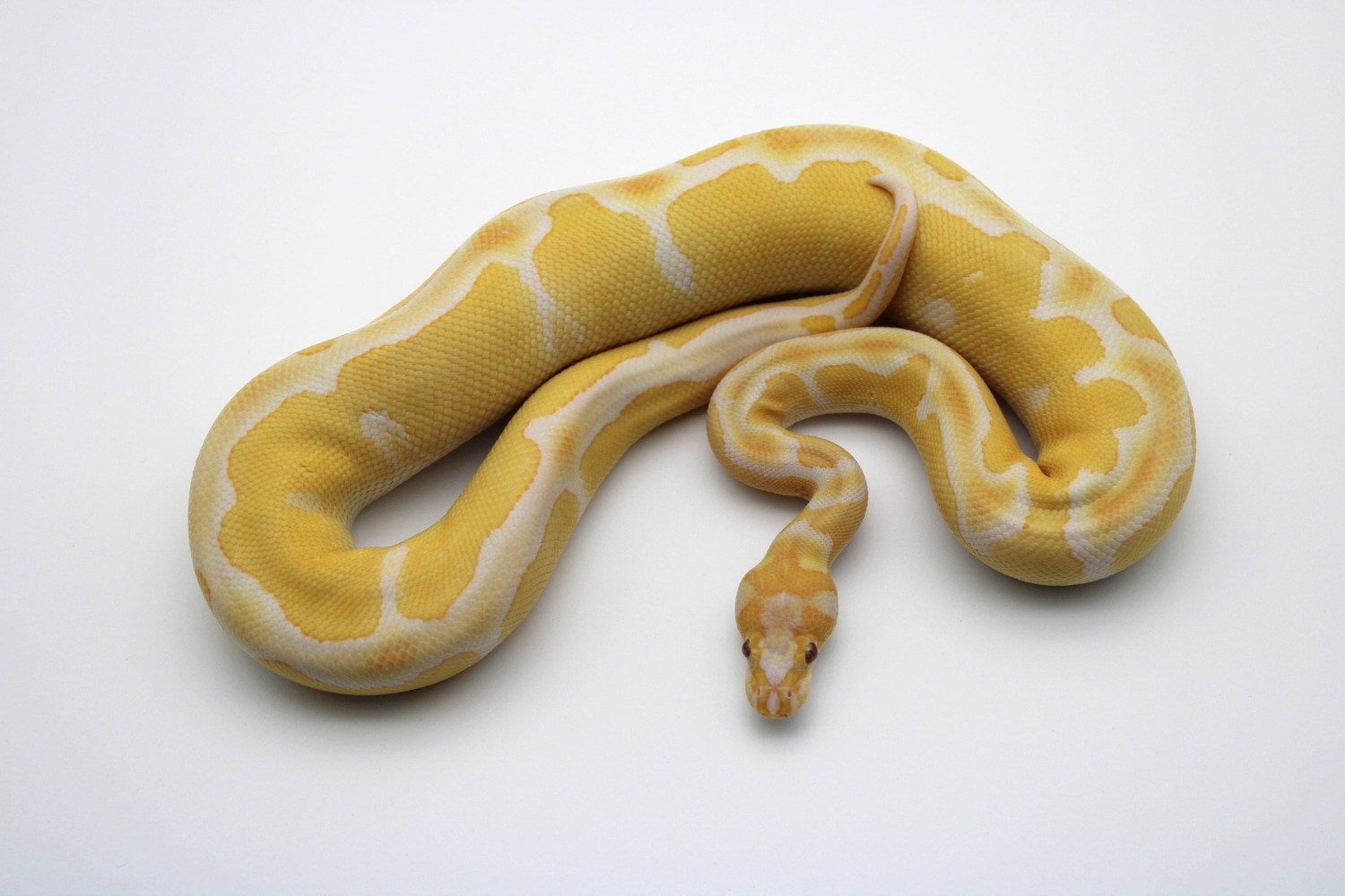 Lavender Albino Clown Ball Python by Mk-exotics - MorphMarket