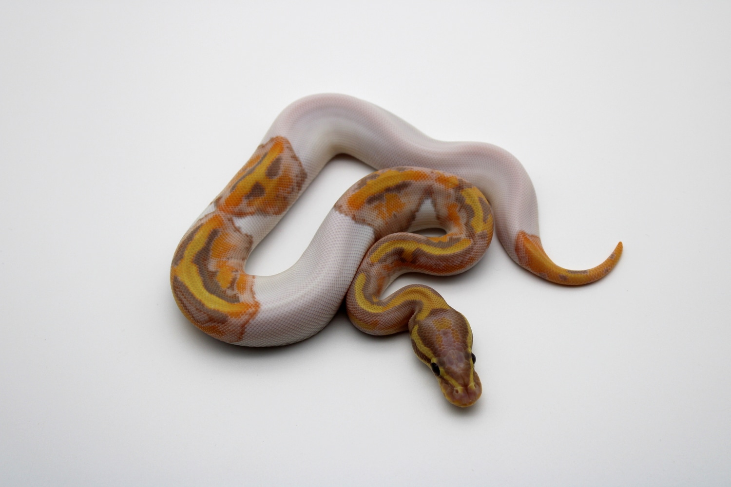 Fire Banana Piebald Ball Python by Mk-exotics - MorphMarket
