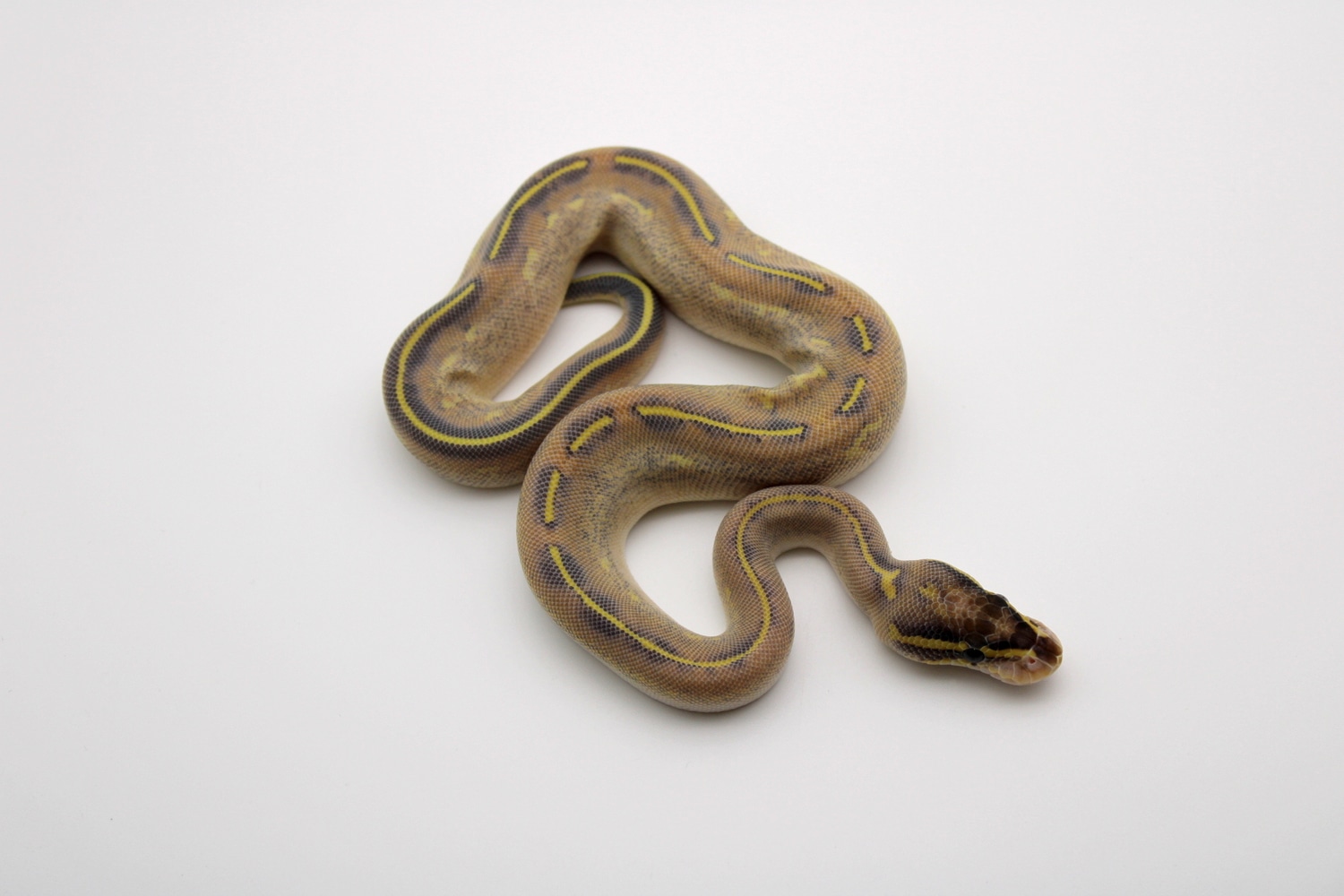 Highway Ball Python by Mk-exotics - MorphMarket