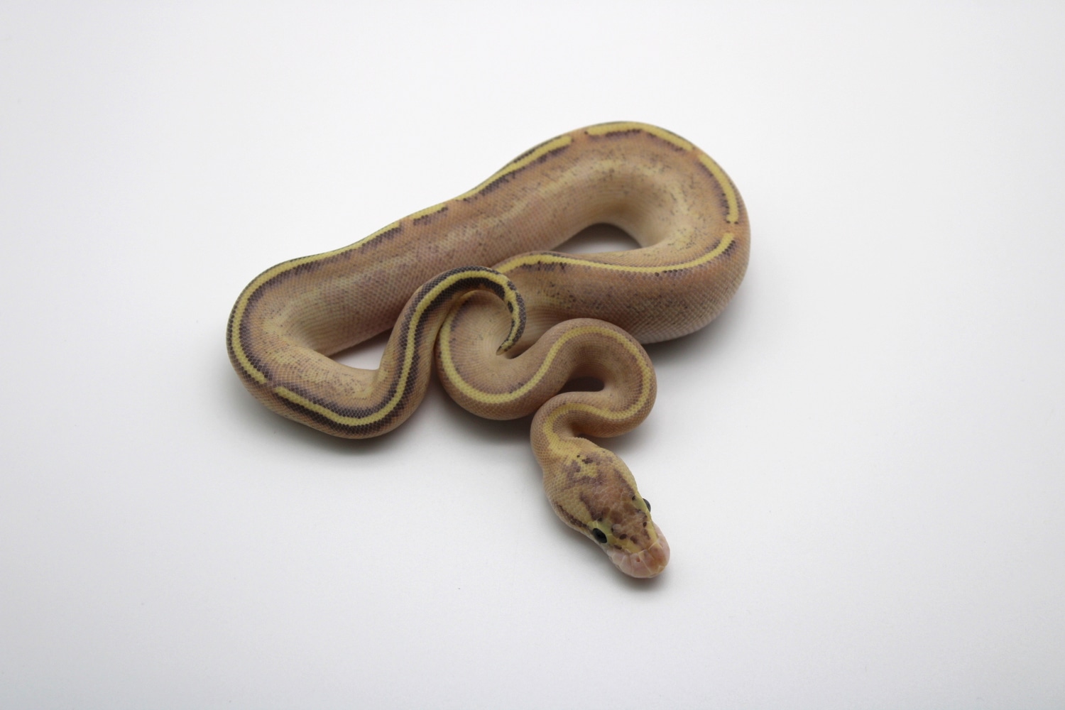 Puma Ball Python by Mk-exotics - MorphMarket