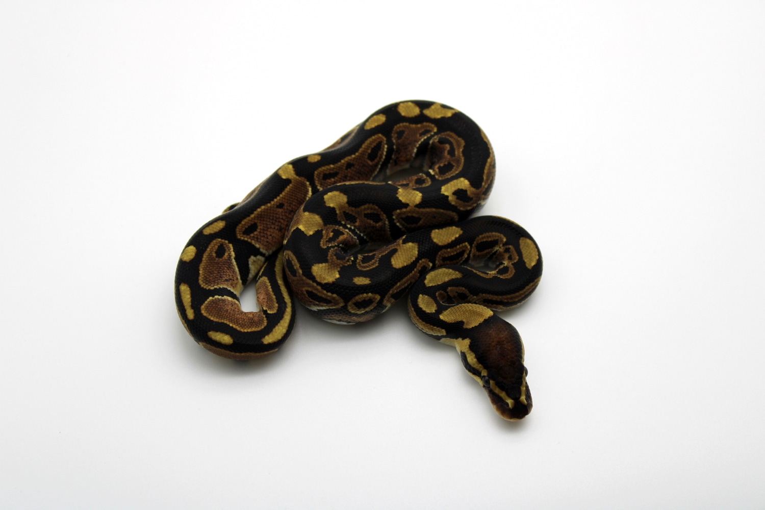 Double Het Lavender Albino Clown Ball Python by Mk-exotics - MorphMarket