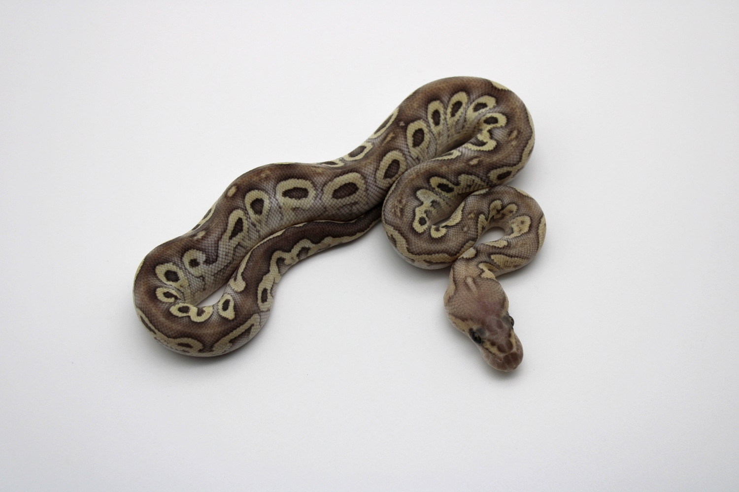 Lesser Ghi Clown Ball Python by Mk-exotics - MorphMarket