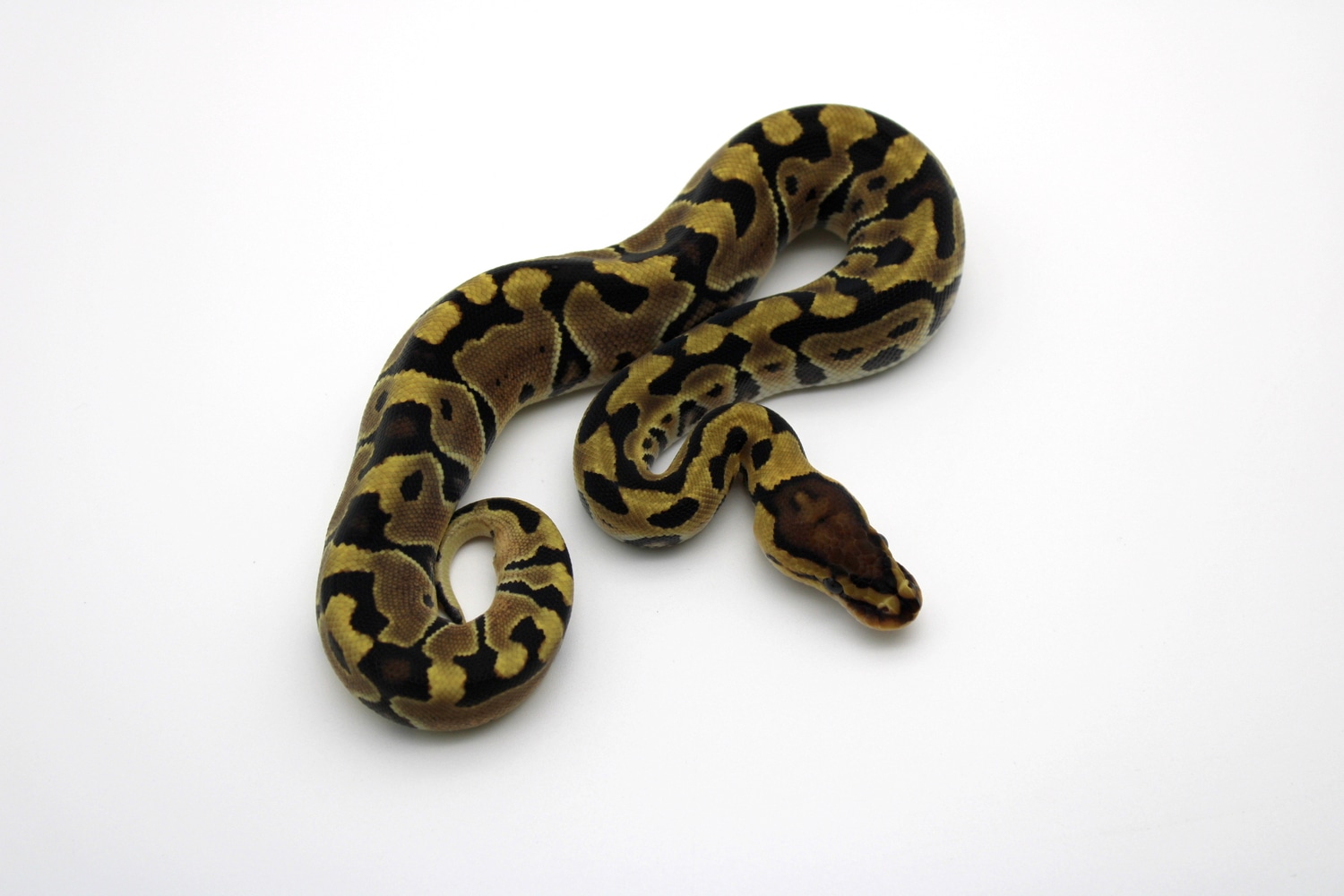 Crypton Ball Python by Mk-exotics - MorphMarket