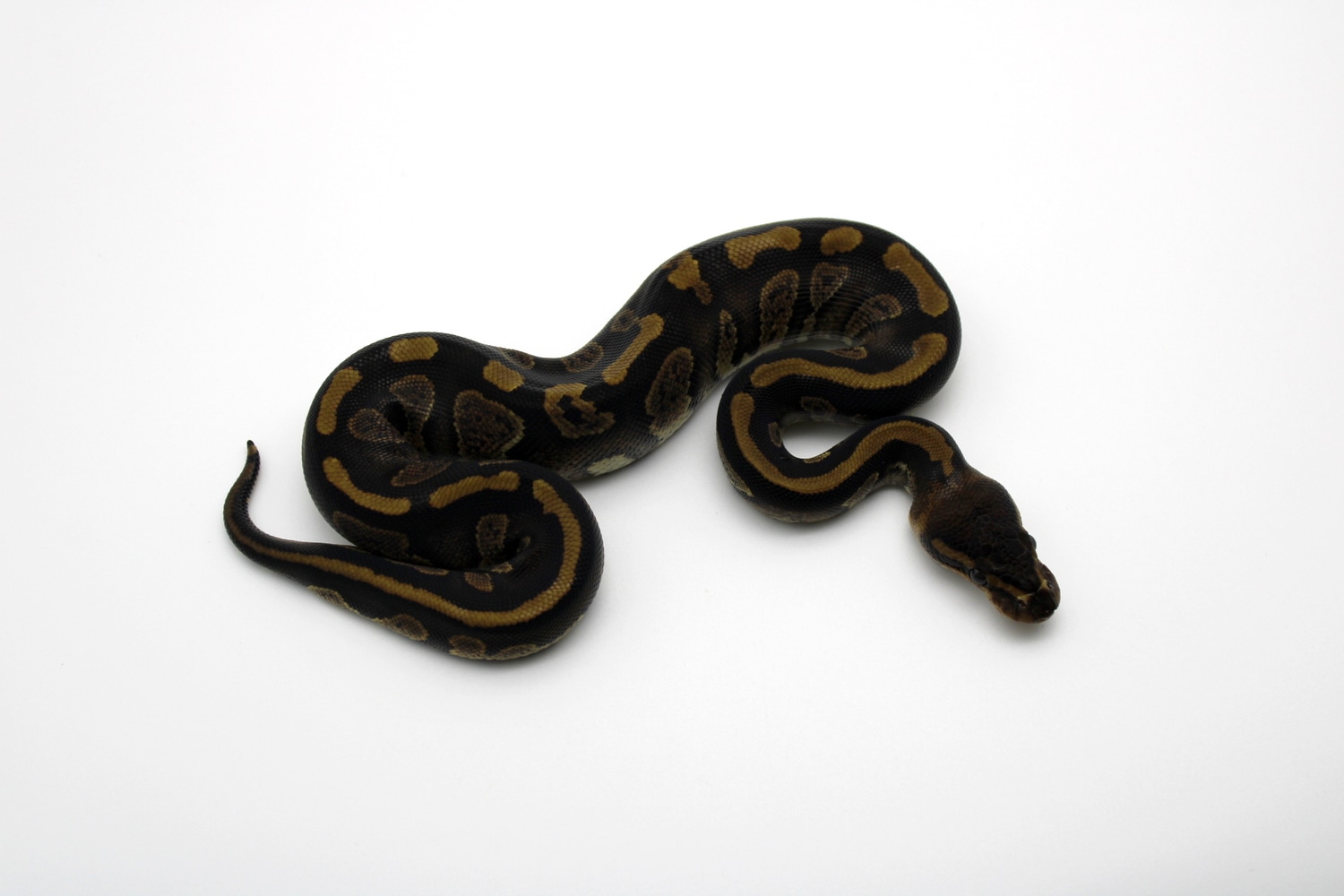 Copper 100% Het Piebald Ball Python by Mk-exotics - MorphMarket