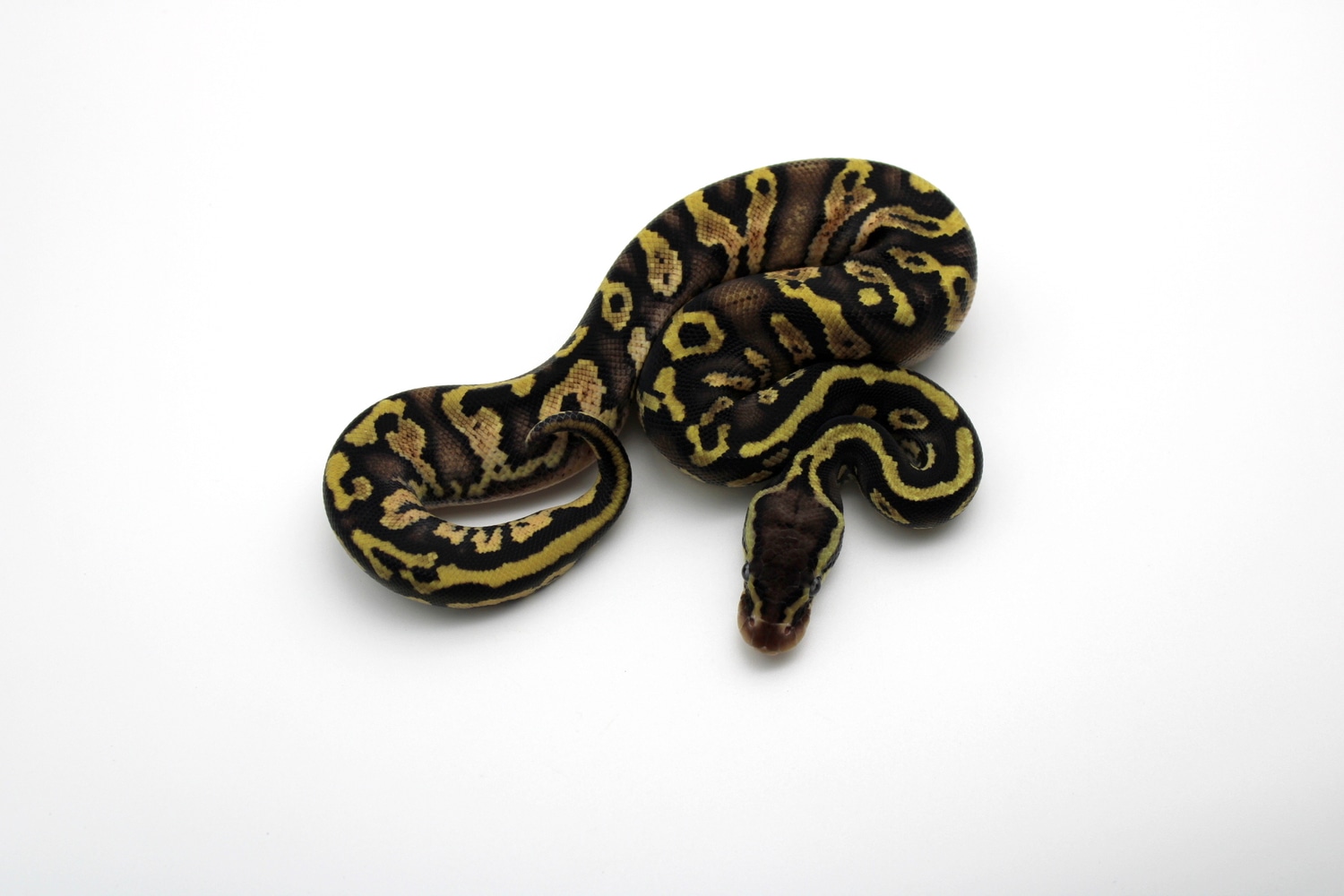 Pastel Copper Yellow Belly 100% Het Piebald Ball Python by Mk-exotics ...