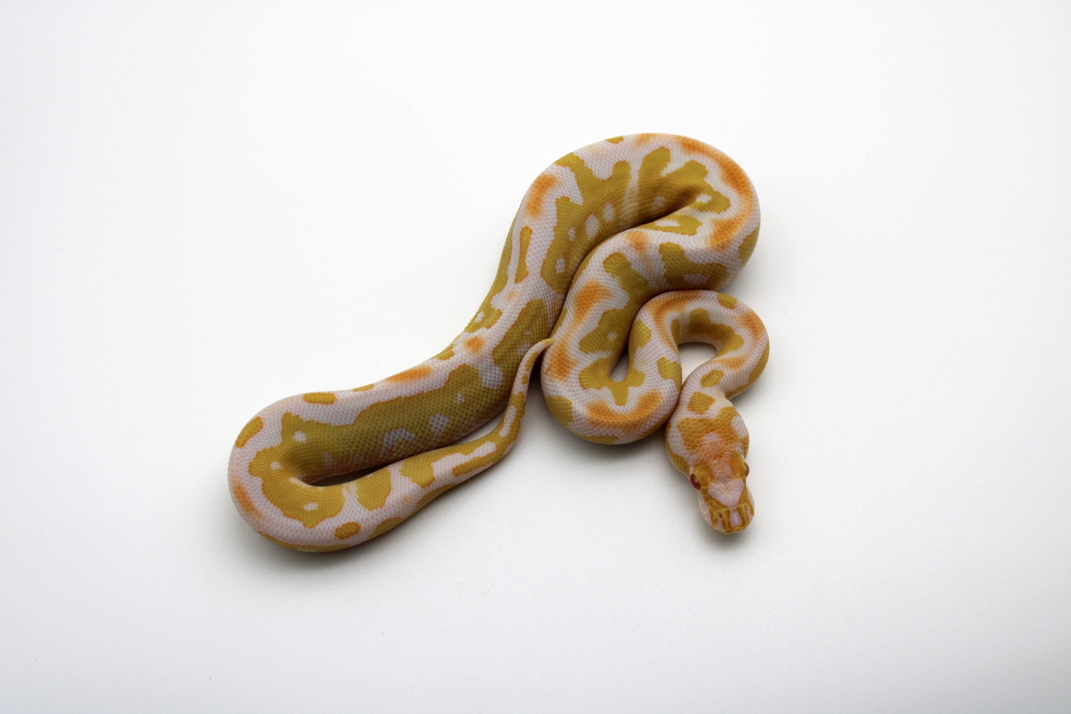 Albino Clown 100% Het Piebald Ball Python by Mk-exotics - MorphMarket