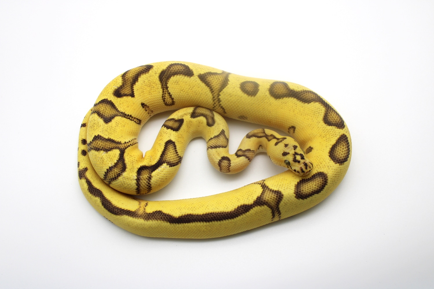 Pastel Enchi Fire Clown 100% Het Piebald Ball Python by Mk-exotics ...