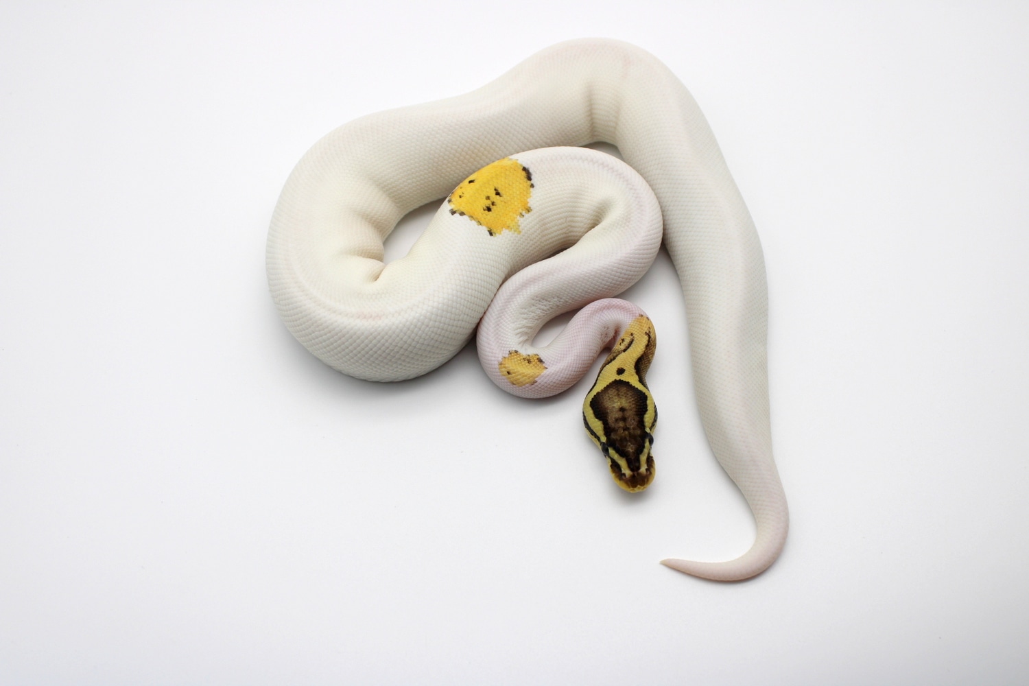 Pastel Fire Piebald Ball Python by Mk-exotics - MorphMarket