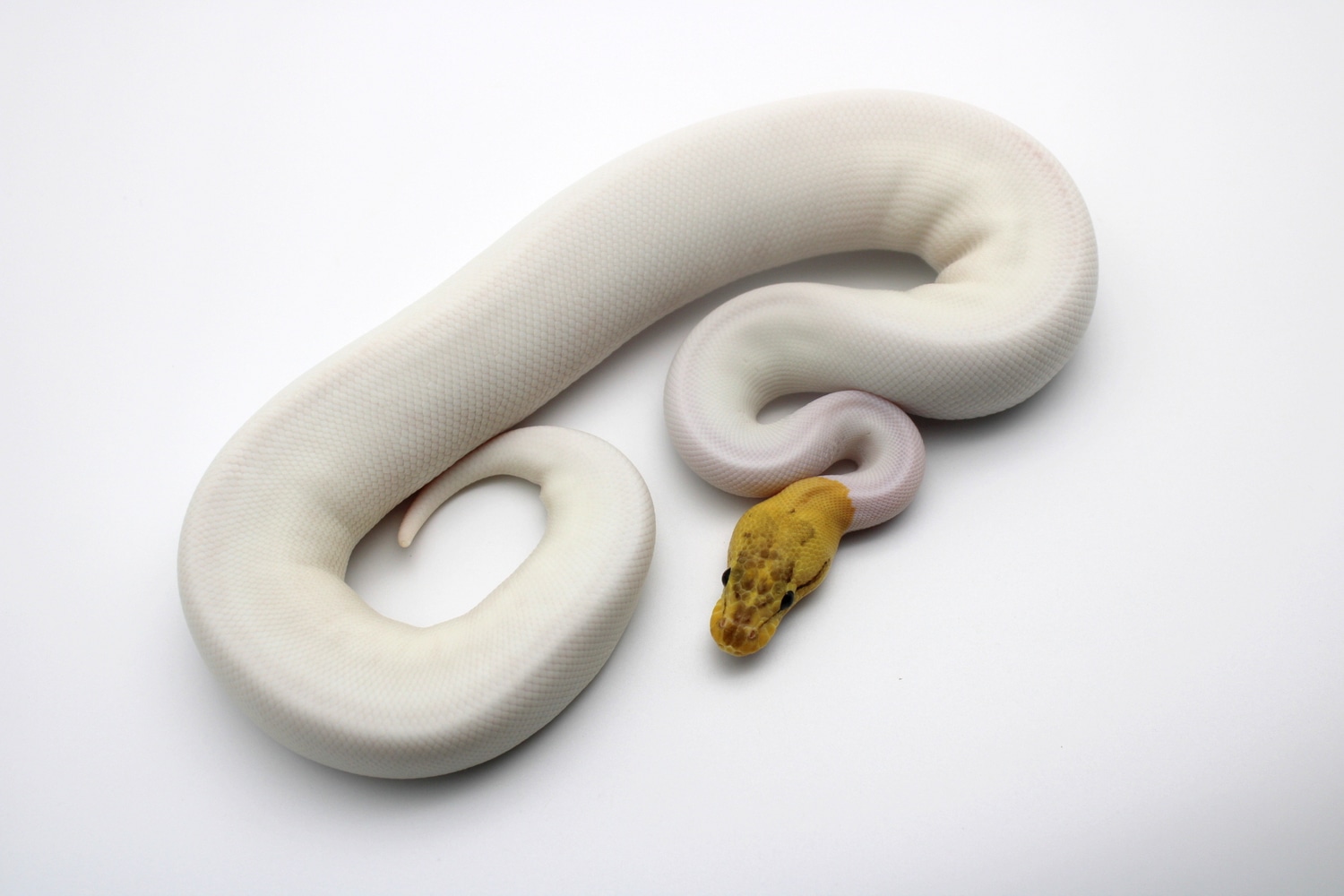 Lemon Blast Fire Piebald Pos Yellow Belly Ball Python by Mk-exotics ...