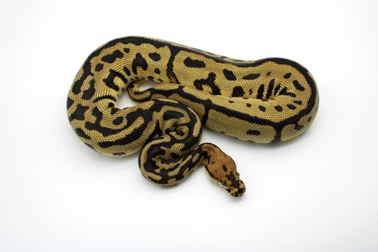 Batman Ball Python by Mk-exotics
