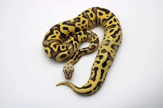 Pastel Fire Leopard 100% Het Clown Or Het Cryptic Ball Python by Mk-exotics