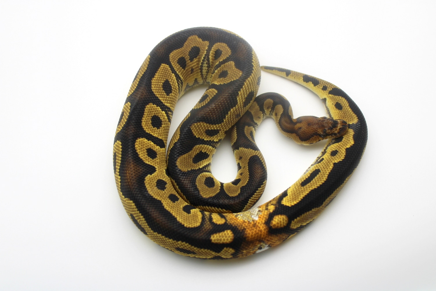 Clown 100% Double Het Albino Piebald (Ringer) Ball Python by Mk-exotics ...