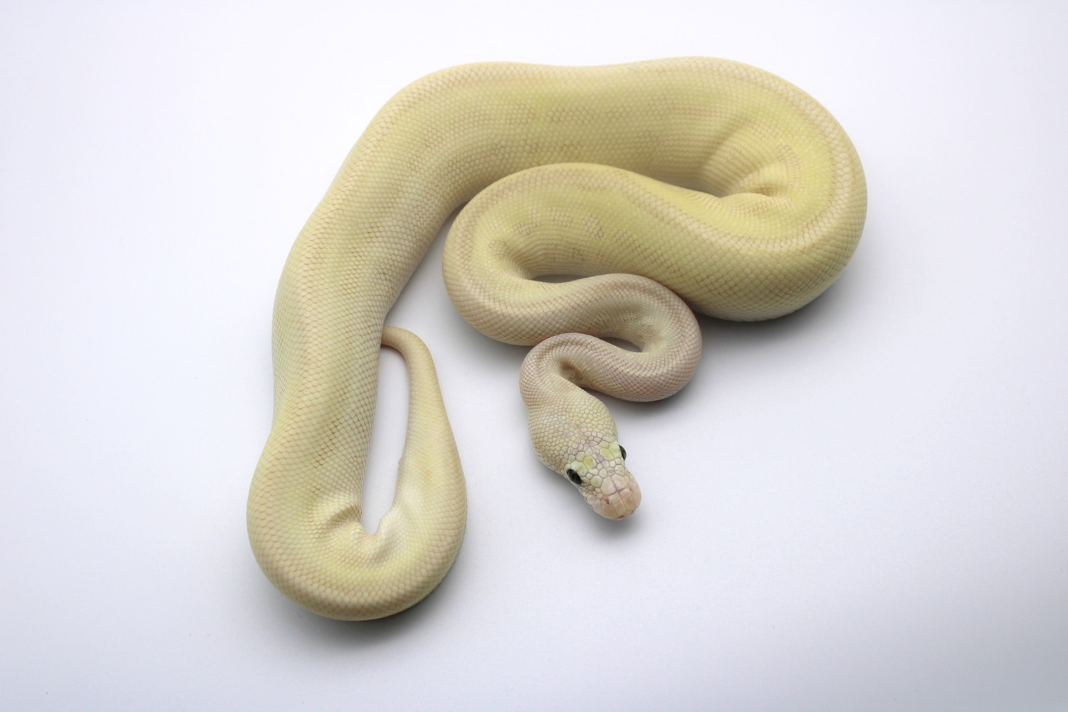 Super Pastel Lesser Leopard YB Clown Poss Spotnose Ball Python by Mk ...