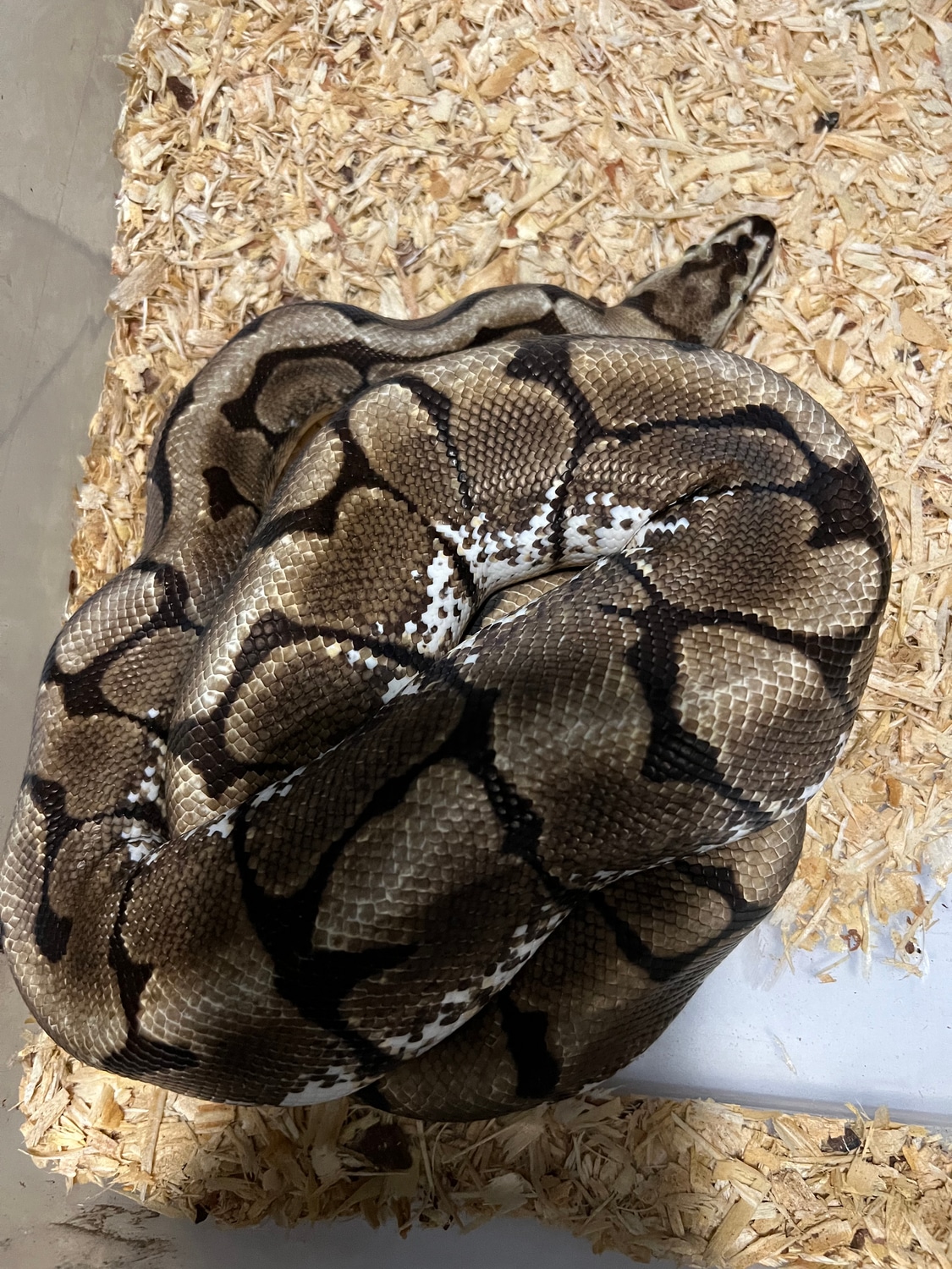 Spider Proven Male Ball Python by MK Exotics - MorphMarket