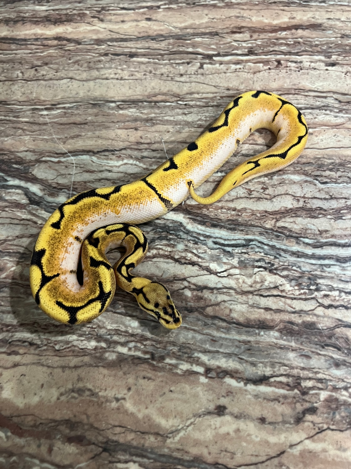 Spider Orange Dream Yellow Belly Ball Python by MK Exotics - MorphMarket