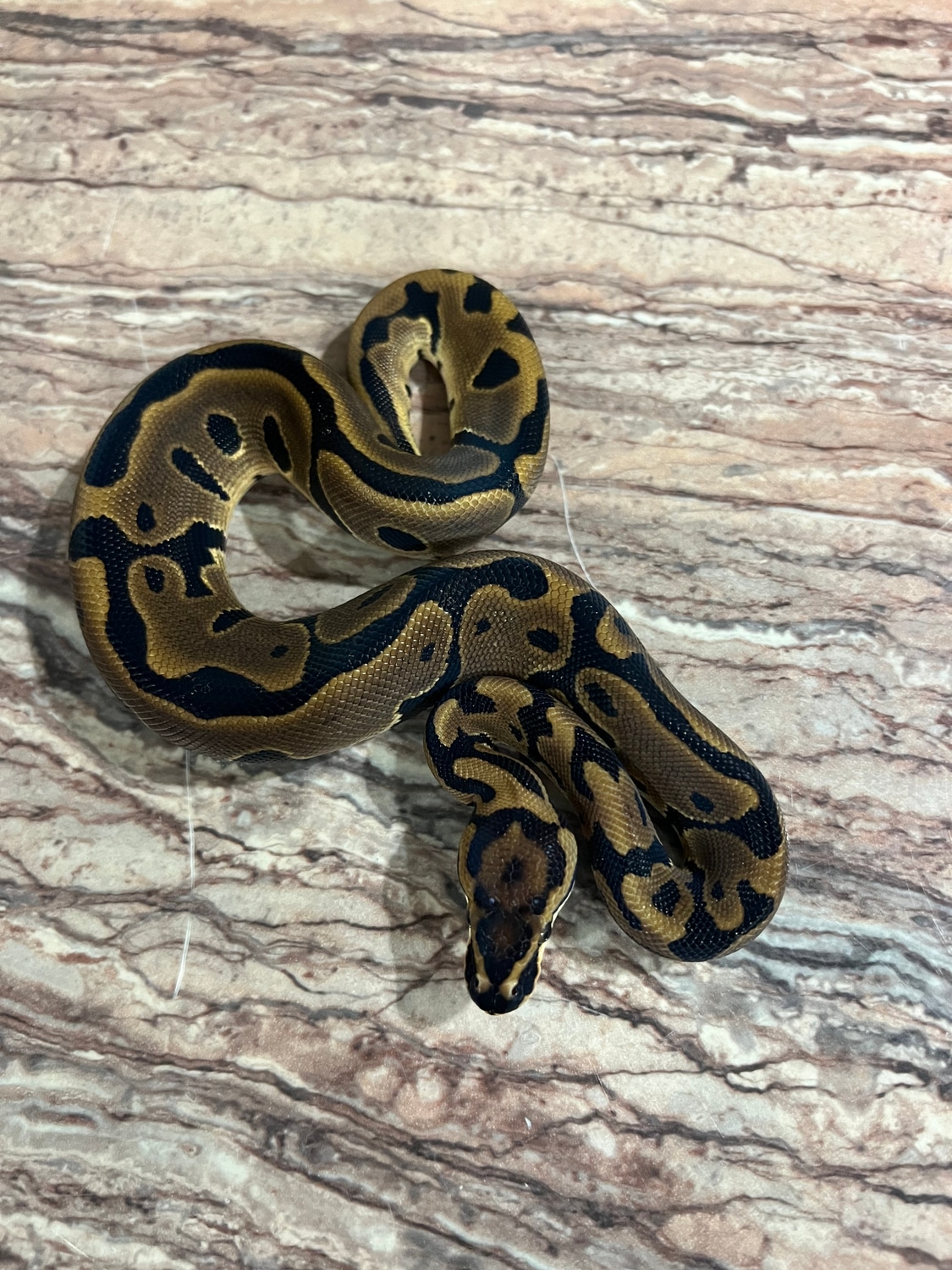 Leopard Blade Het Clown Ball Python by MK Exotics - MorphMarket