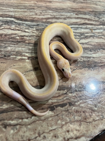 Champagne Lesser Ball Python by MK Exotics