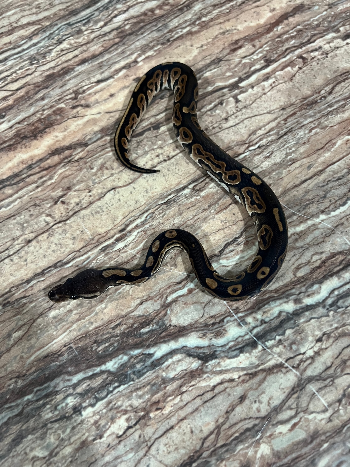 Cinnamon Ball Python by MK Exotics - MorphMarket