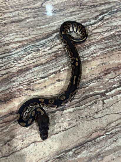 Cinnamon Yellow Belly Ball Python by MK Exotics - MorphMarket