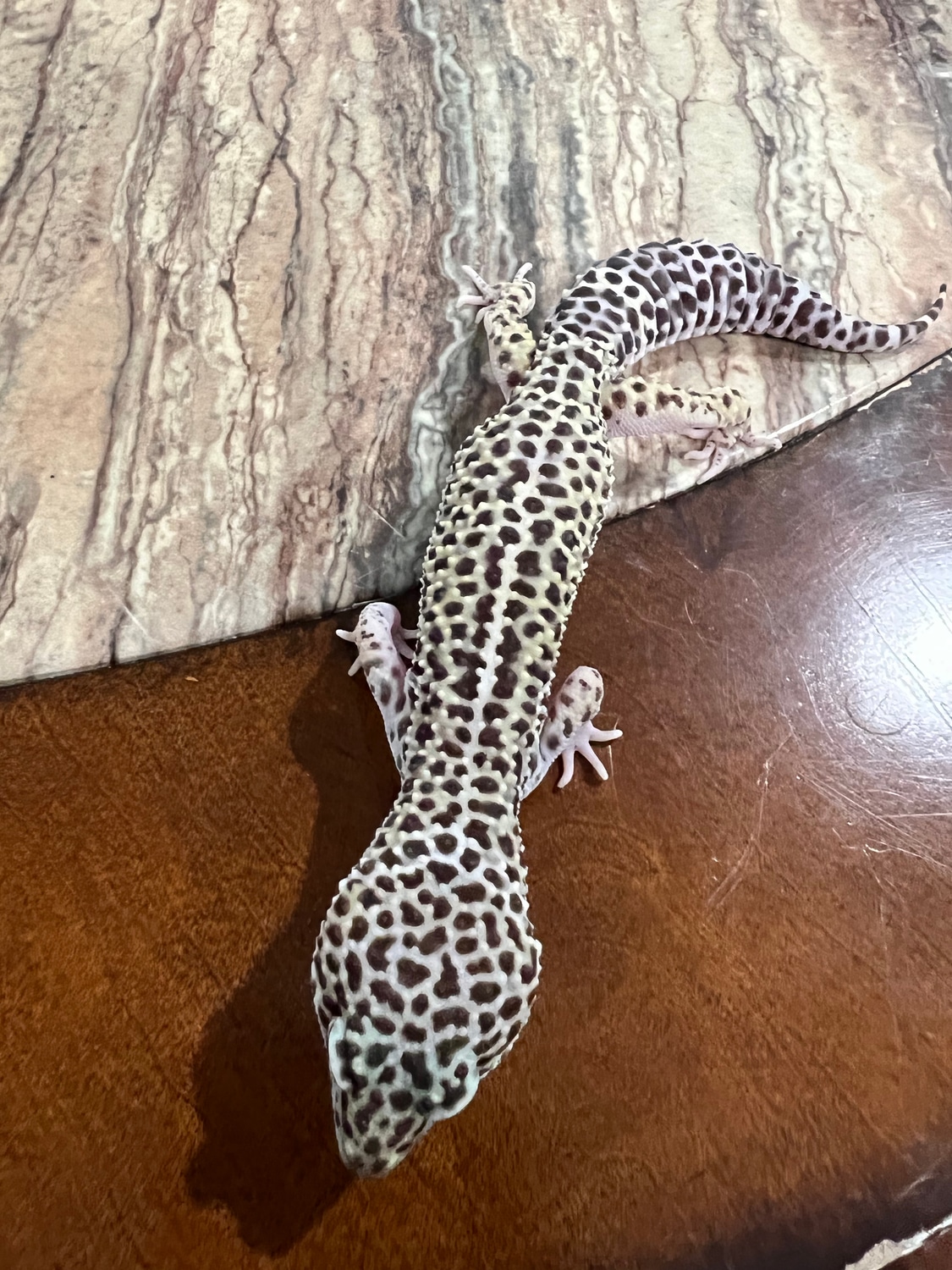 Blacknight Mac Snow Murphy Patternless Leopard Gecko by MK Exotics ...