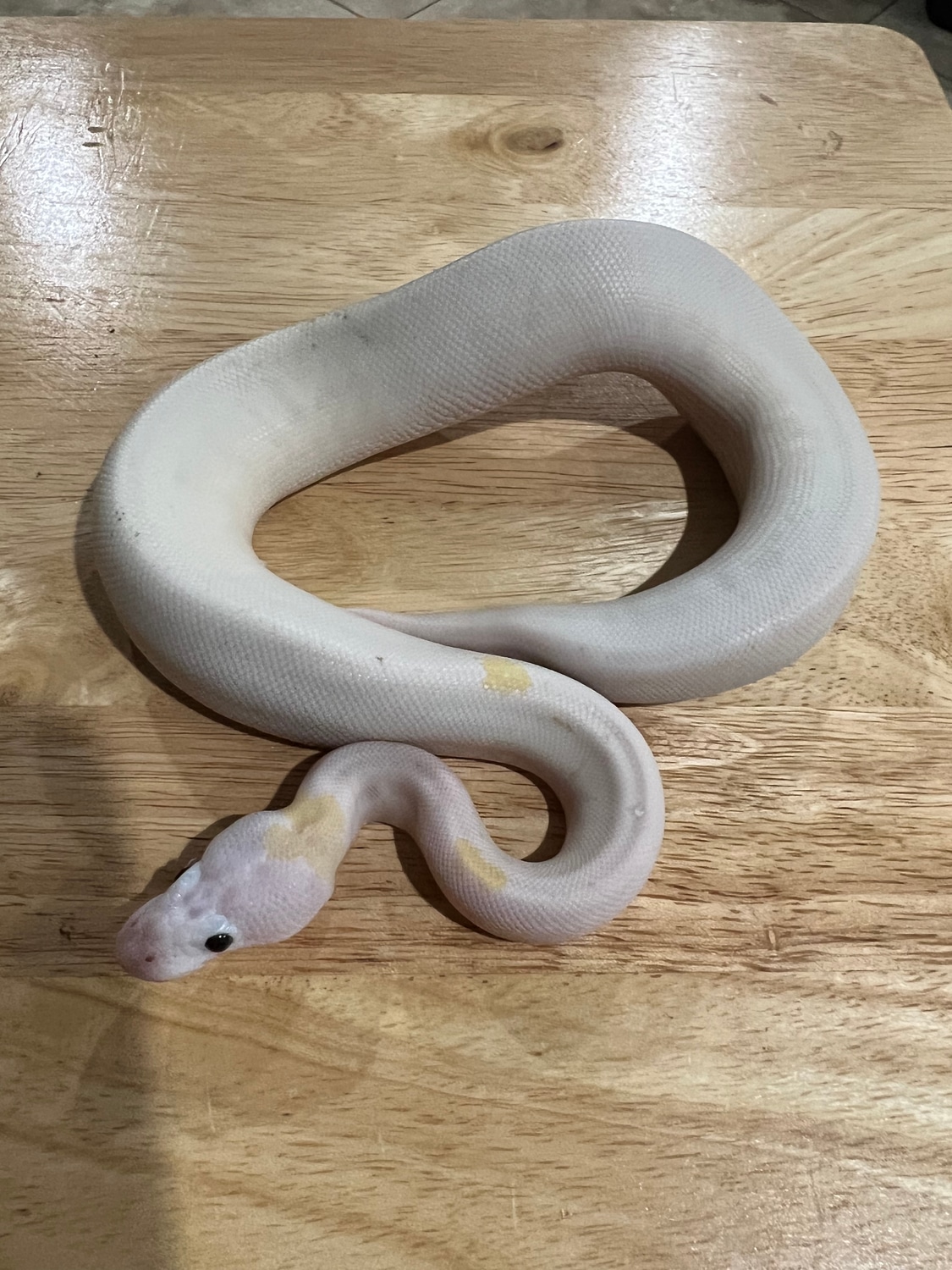 Orange Dream Super Fire Ball Python by MK Exotics - MorphMarket