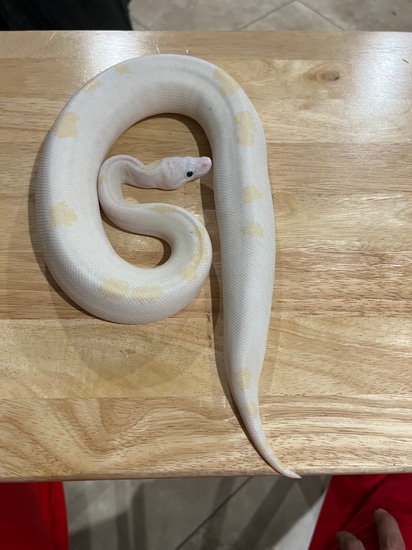 Super Fire Ball Python by MK Exotics