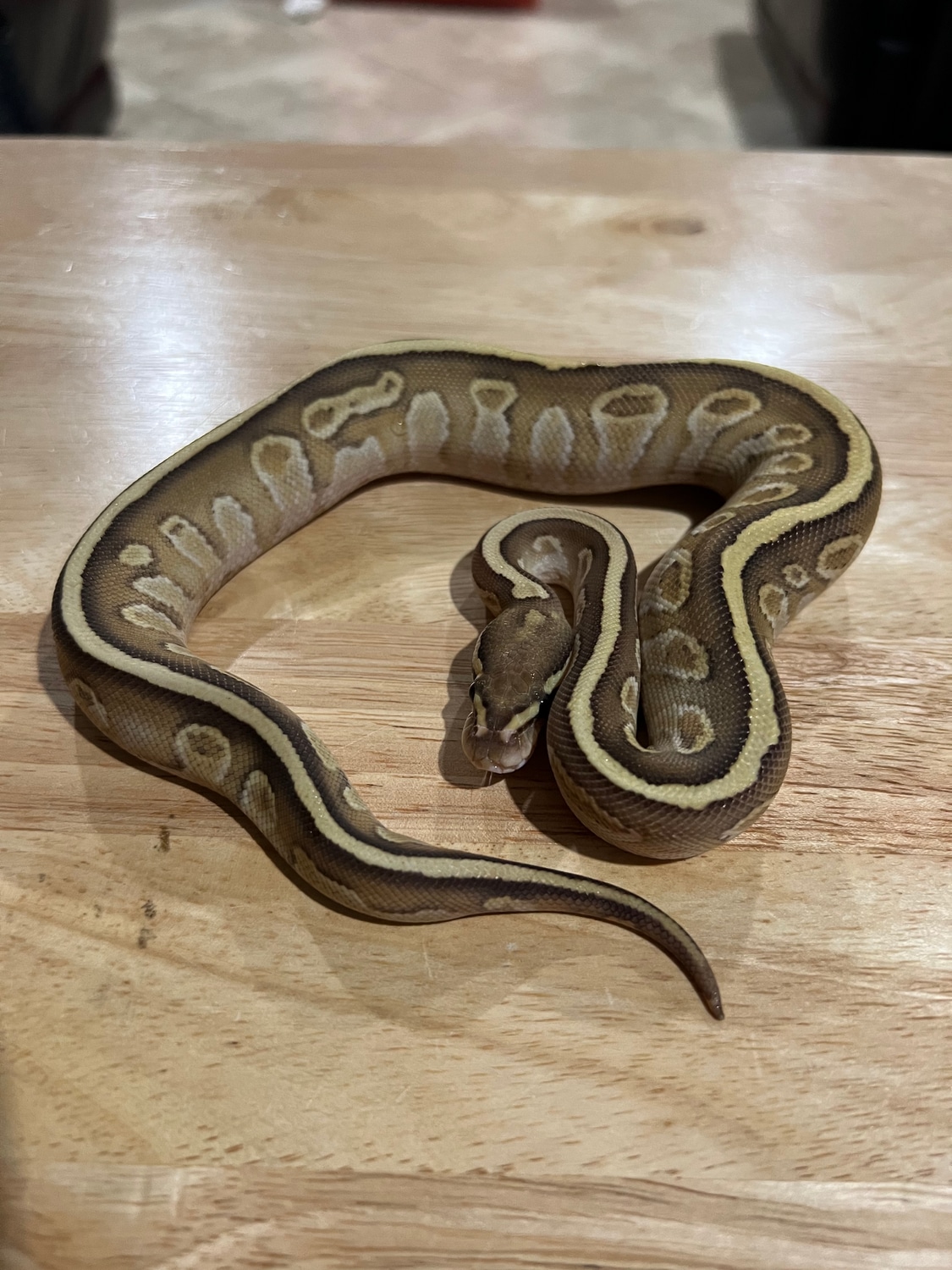 Butter Nuclear Ball Python by MK Exotics - MorphMarket