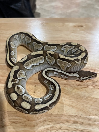 Lesser Arroyo Majestic Ball Python by MK Exotics