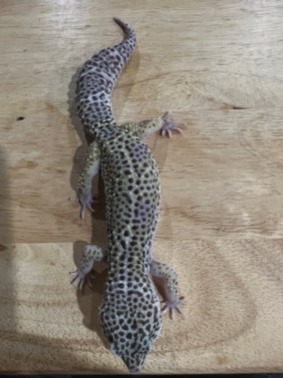 Blacknight Mac Snow Het Eclipse Leopard Gecko by MK Exotics