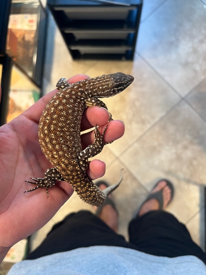 Red Ackie Spiny Tail Monitor Ackie Monitor by MK Exotics