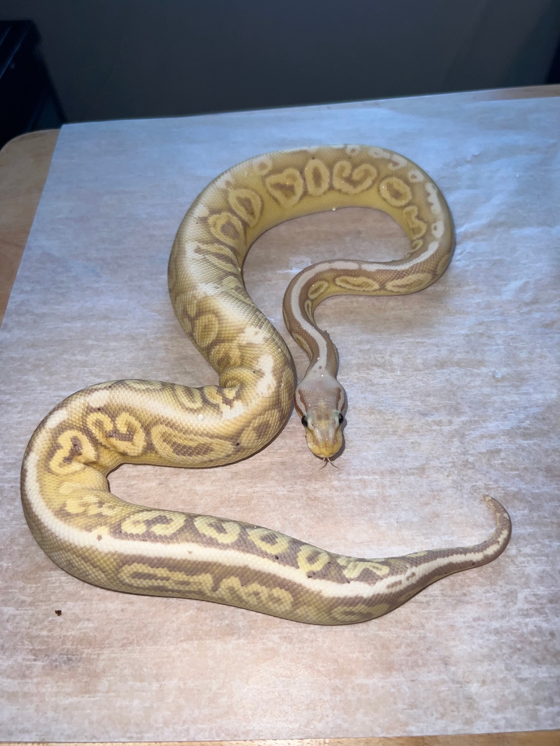 Banana Black Pewter Pastel Het Clown Ball Python by MK Exotics ...