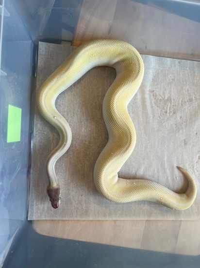 Rtb Super Mojave Blue Eyed Lucy Ball Python by MK Exotics