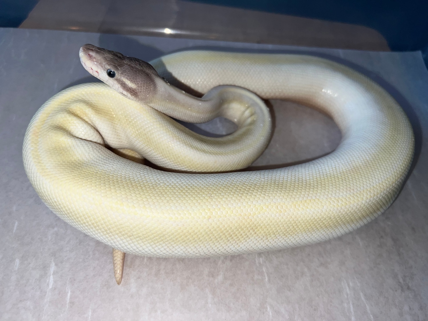 Super Mojave Blue Eyed Lucy Ball Python by MK Exotics - MorphMarket
