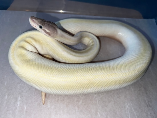 Super Mojave Blue Eyed Lucy Ball Python by MK Exotics