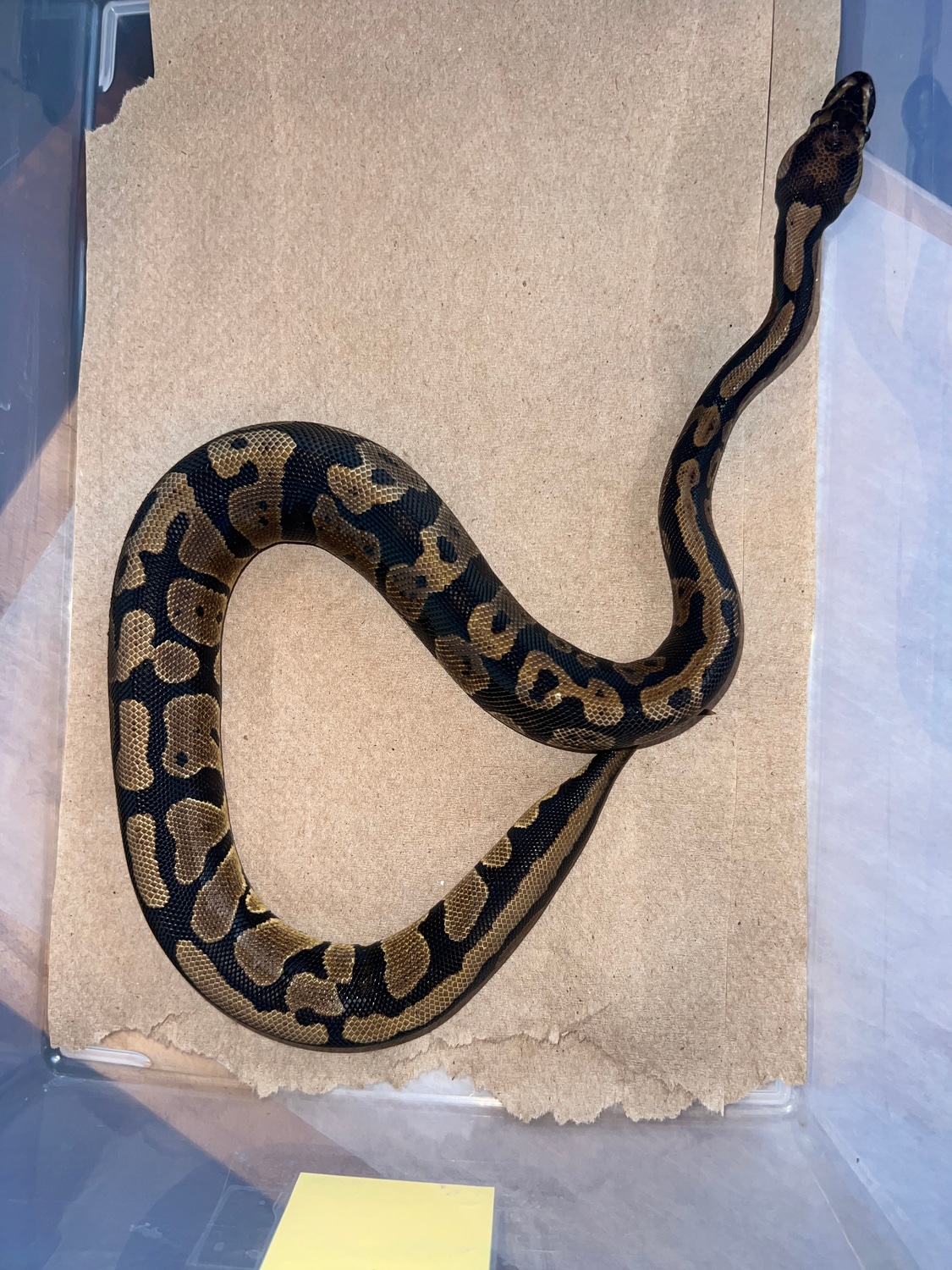 Confusion Ball Python by MK Exotics - MorphMarket