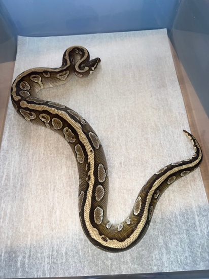 Lesser Majestic Arroyo Ball Python by MK Exotics