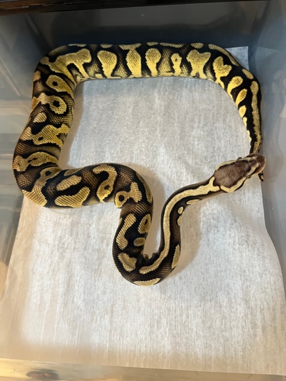 Pastel Enchi Yellow Belly 100% Het Clown Ball Python by MK Exotics