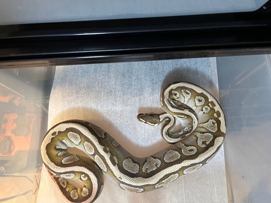 Arroyo Majestic Lesser Ball Python by MK Exotics