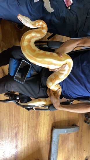 T-Negative Albino Red Blood Python by 731Tarantulas